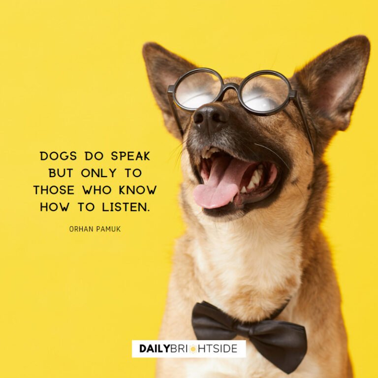 Funny Dog Quotes to Make You Laugh with Your Pets | Daily Brightside