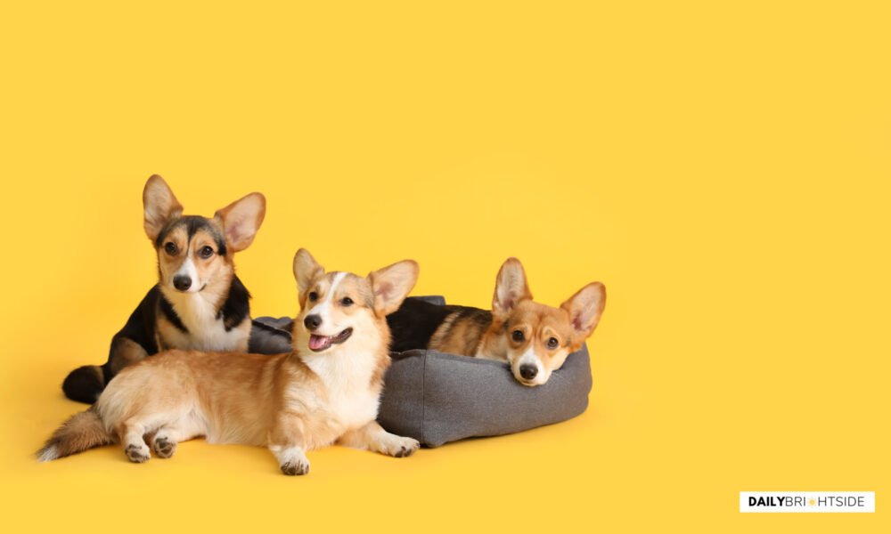 Inspiring Dog Quotes About Man’s Best Friend – Daily Brightside