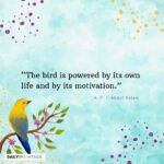 Bird Quotes: Spread Your Wings and Fly – Daily Brightside