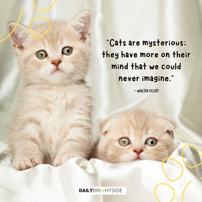 Cat Quotes That Are Too Cute For Words | Daily Brightside