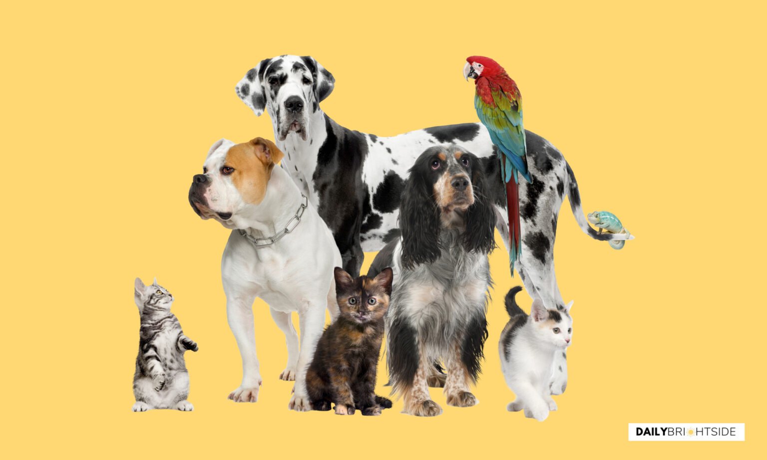 Pet quotes and Expressions for Animal Lovers | Daily Brightside