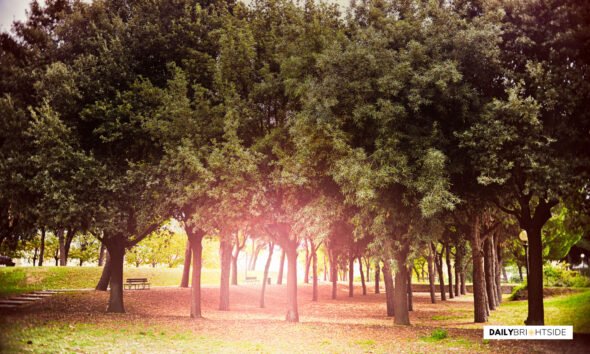 Tree Quotes Will Inspire You To Plant Roots – Daily Brightside